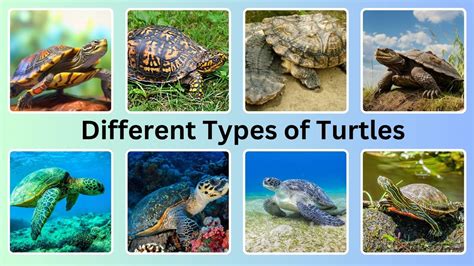 Different Types Of Turtles Identification With Picture