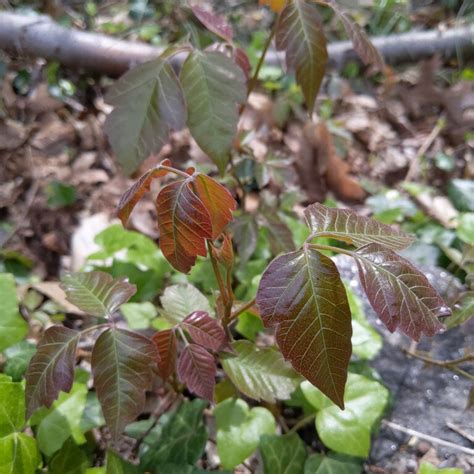 Identify Poison Ivy Oak And Sumac