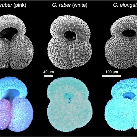 Comparison Of Shell Weight A Shell Calcification Intensity B And Download Scientific