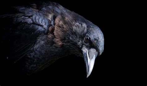 Are Crows Smarter Than Humans Crow Brain Facts Explained Nayturr