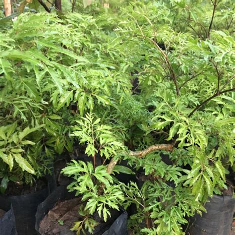 Tác Dụng Của Lá đinh Lăng Cách Trồng đinh Lăng Siêu đơn Giản