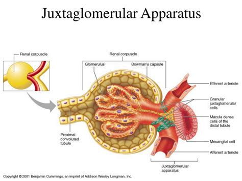 What Are The Components Of The Juxtaglomerular Apparatus At Lee Ramirez