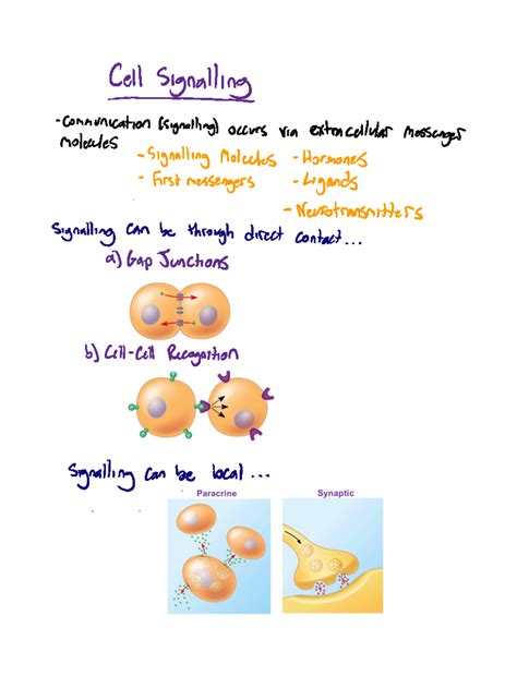 Cell Signalling Fellsignalling Communication Signalling Occurs Via