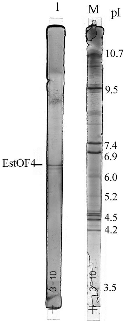 Lane1 Purified Esterase Estof4 Lane M Protein Ief Marker Contains