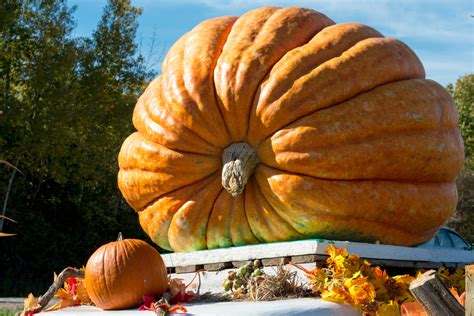 How To Grow Large Pumpkins For A Ginormous Gourd