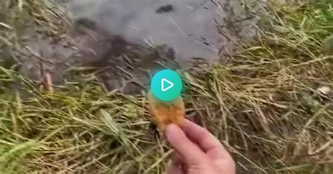 Chicky Nuggies Album On Imgur