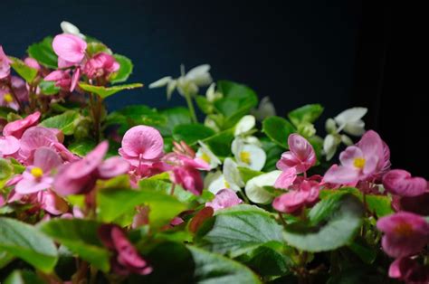 Edible Begonia Flowers Flourishing Under Grow Lights Making Them The