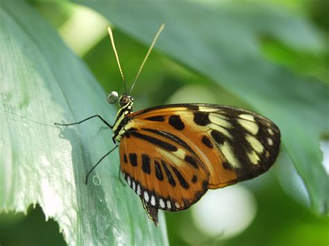 Ismenius Longwing