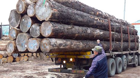 Process Of Mass Production Tables From Giant Pine Trees Solid Wood