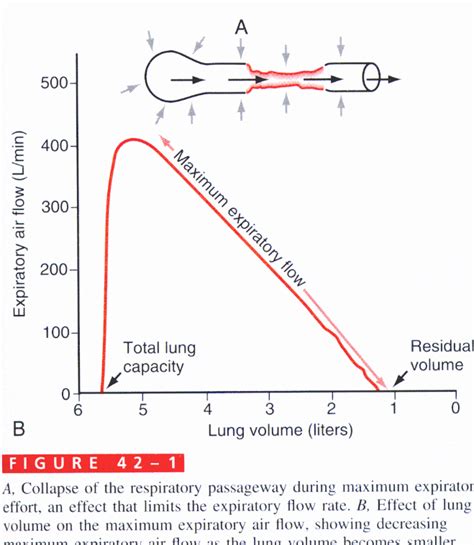 Spirometry Test For Respiratory System Free Essay Example
