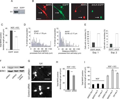 Ilk Is Essential For Depolarization Induced Sympathetic Neuron Dendrite