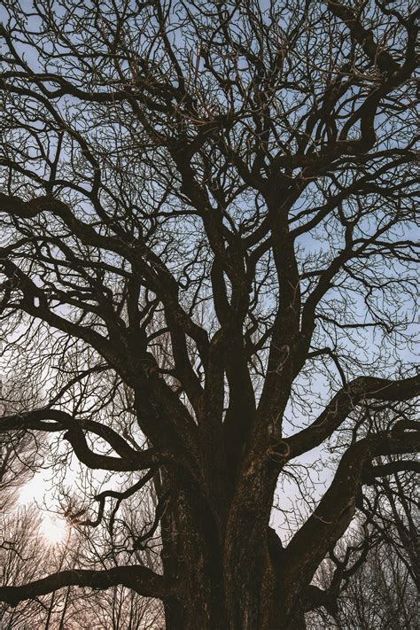 Oak Wood Texture Seamless Photos Download The Best Free Oak Wood