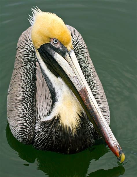17 Best Images About Beautiful Brown Pelican Photography On Pinterest