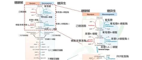 糖酵解 糖原异生信号通路专题解析 知乎
