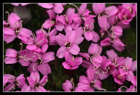 Tundra Flower Photo Michael Gehrisch Photos At