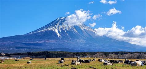 3000 Free Mount Fuji And Mount Fuji Images Pixabay