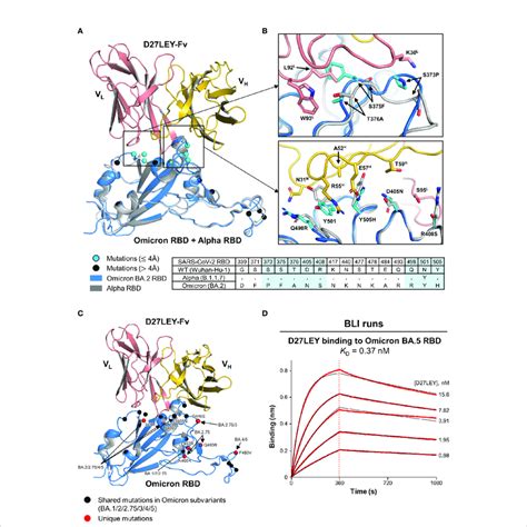 A Structural Model For D27ley Binding To The Omicron Rbd A Structural