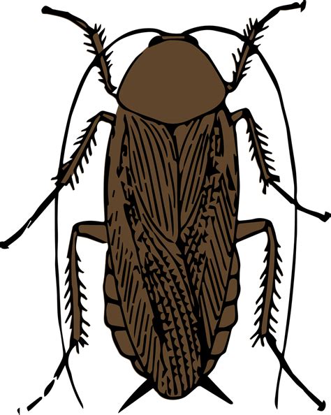 Explore 45 Free Cockroach Illustrations Download Now Pixabay