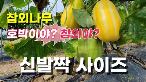 참외나무 슈퍼참외 대형참외 Youtube