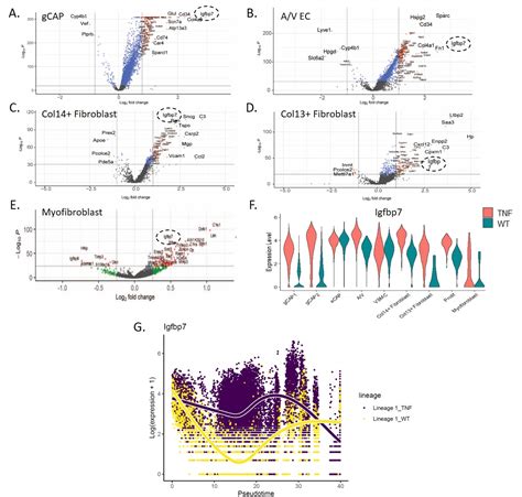Role Of Insulin Like Growth Factor Binding Protein 7 Igfbp7 In