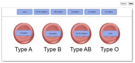 Lab 2 Exam Flashcards Quizlet