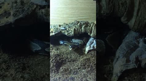 Python Ready To Strike Youtube