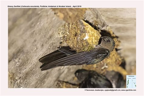 Glossy Swiftlet Map Ogaclicks