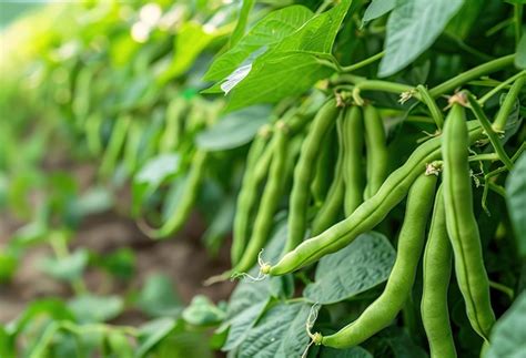 Farm Beans Images Free Download On Freepik