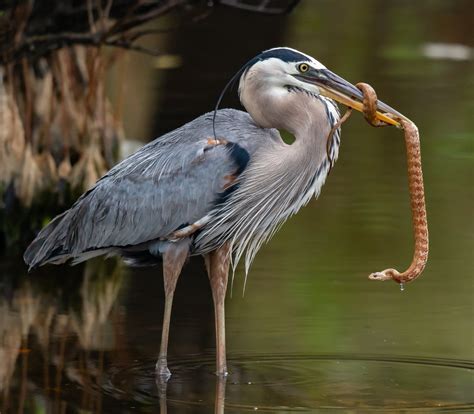 Great Blue Heron An Underrated Bird Of Prey Nikonusa D850pictwitter