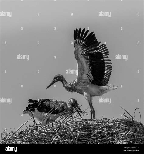 Breeding Couple Storks Black And White Stock Photos Images Alamy