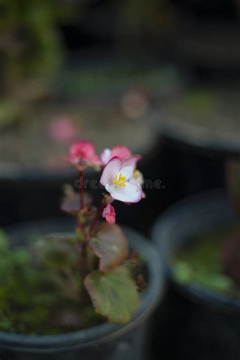 A Little Tiny Fresh Flower Stock Image Image Of Plant 264246757