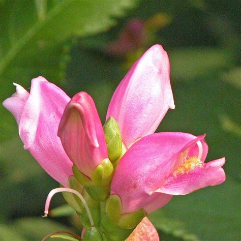 Plant Turtlehead For Late Season Color