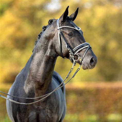 Dance Monkey Eh By Dreidimensional I At Nrw Dimension At Nrw