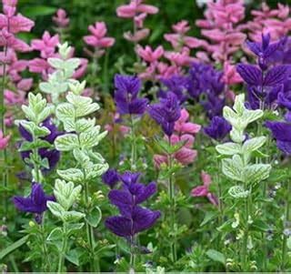 Best White Wild Indigo Seeds For Colorful Pollinator Friendly Gardens