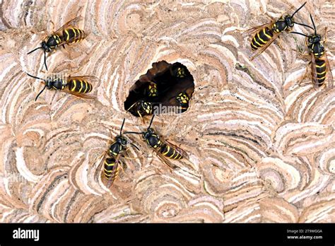 Close Up Of The Entrance Of A Wasp Nest Of Vespula Vulgaris Texture Of A Built Up Paper Wasp