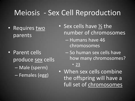 Ppt Meiosis Powerpoint Presentation Free Download Id2579519