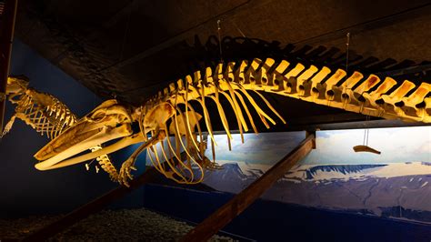 16 5 Million Year Old Unusually Complete Baleen Whale Fossil Found