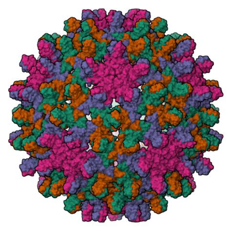 Hepatitis B Virus Structure