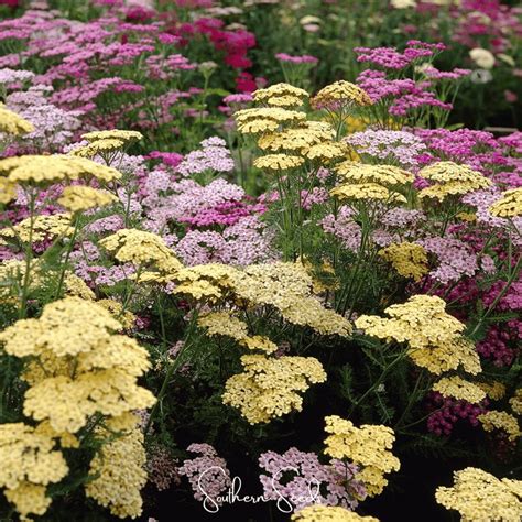 Yarrow Summer Pastels Achillea Millefolium 50 Seeds Seed Therapy