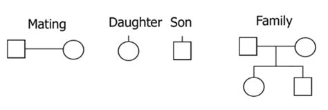 Pedigree Analysis Flashcards Quizlet Pedigree Analysis Flashcards Quizlet