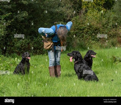 Chien De Classe Banque De Photographies Et Dimages à Haute Résolution