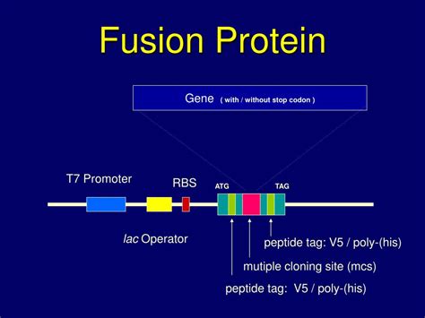 Ppt Chapter 8 Expression And Modification Of Recombinant Proteins Powerpoint Presentation