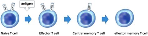 Differentiation Of Memory Lymphocytes Download Scientific Diagram