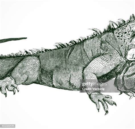 Lizard Scale Texture Photos And Premium High Res Pictures Getty Images