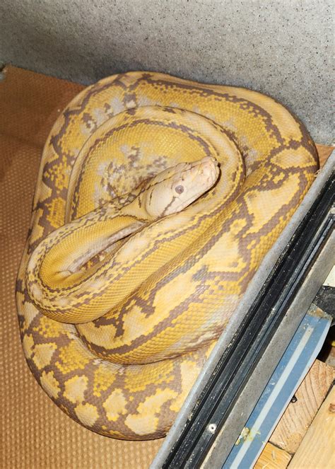 Orange Glow Marble Reticulated Python By Revered Retics Morphmarket