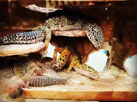 Leopard Gecko Sleep Habbits and Patterns: Complete Guide - ReptileBreeds.com