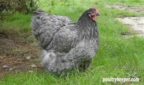 Orpington Chickens Breed In Focus
