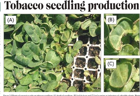 Figure 2 From Meat Classification Grading And Consumers Preferences