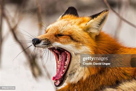 Fox Teeth Photos And Premium High Res Pictures Getty Images
