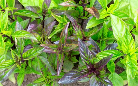 15 Exciting Basil Varieties To Grow In Your Herb Garden